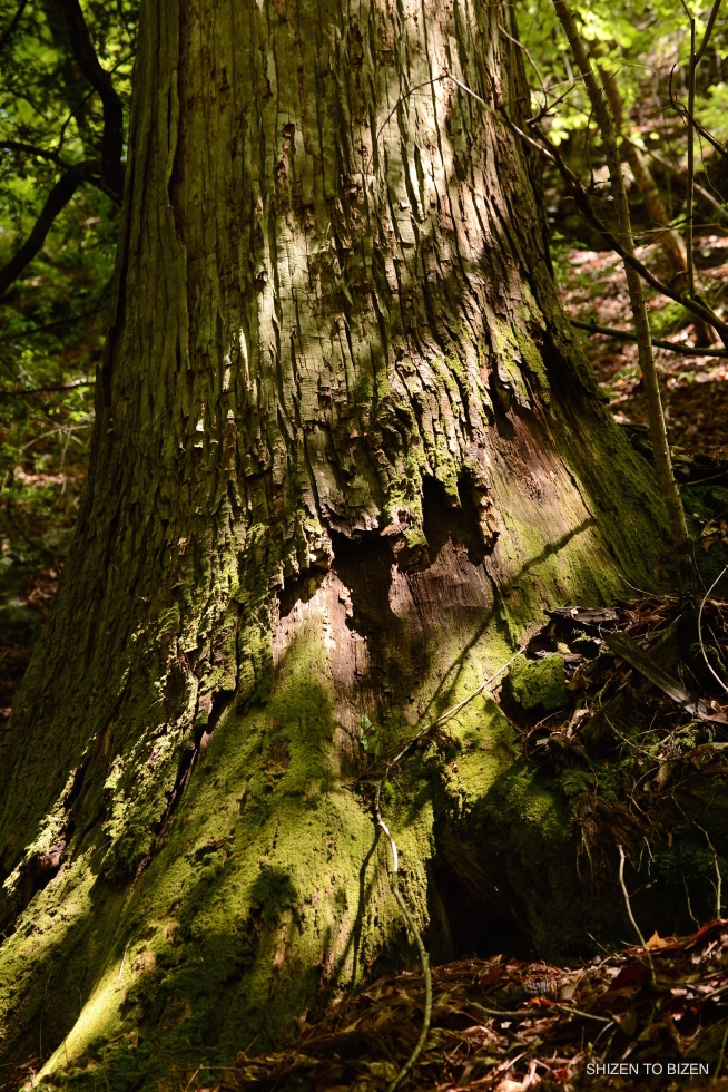 The trees of mountain – shizen to bizen