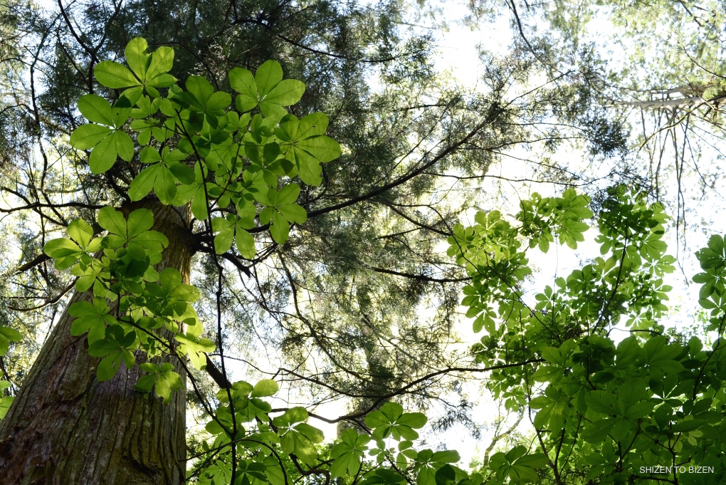 The trees of mountain – shizen to bizen